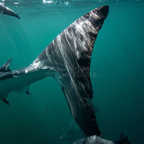 Majestic Basking Shark Fin Slicing Through Water Stock Illustration