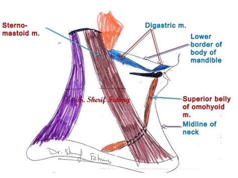 Digastric Submandibular Triangle Of Neck Anatomy