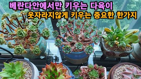 다육이♡ 베란다안에서만 키우는 다육이 웃자라지않게 키우는 중요한 한가지💓💓 Youtube