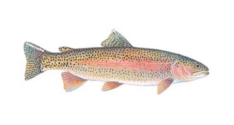Which Sushi Fish Have Parasites Sushi Modern Which Sushi Fish Have Parasites Sushi Modern