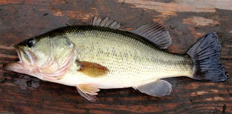Where Are The Biggest Largemouth Bass Dibujos Cute Para Imprimir