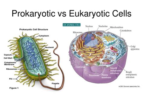 Chapter 3 The Eukaryotes Flashcards Quizlet
