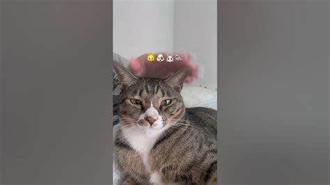 고양이 강아지 토끼 물개 고양이 Cat Youtube