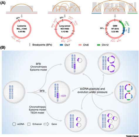 Guilt By Association Ecdna As A Mobile Transactivator In Cancer Trends In Cancer