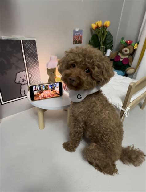 비마이펫 고양이 강아지 스마트톡 아크릴톡 사용해봤어요 비마이펫 크리에이터즈