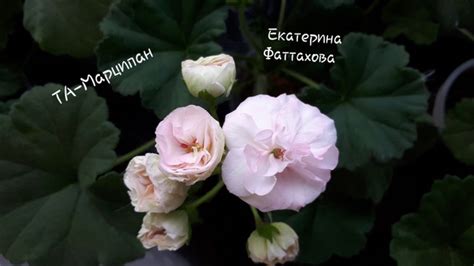 Продам укорененные черенки пеларгоний и кампанулы Стерлитамак Отправляю по всей России почтой