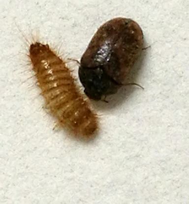 家居常见虫类汇总 知乎