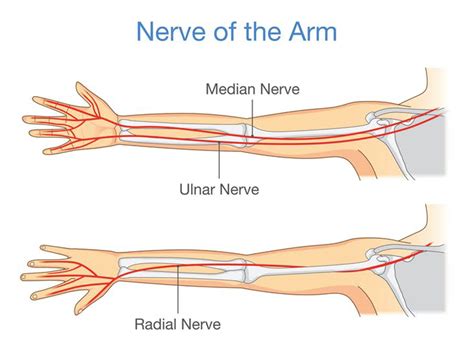 Ulnar Nerve Arm