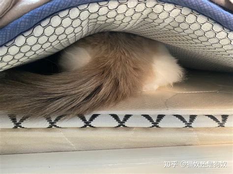 布偶猫出现这几种情况说明它很痛苦请救救它吧 知乎