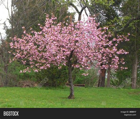 Cherry Kwanzan Tree Image And Photo Free Trial Bigstock