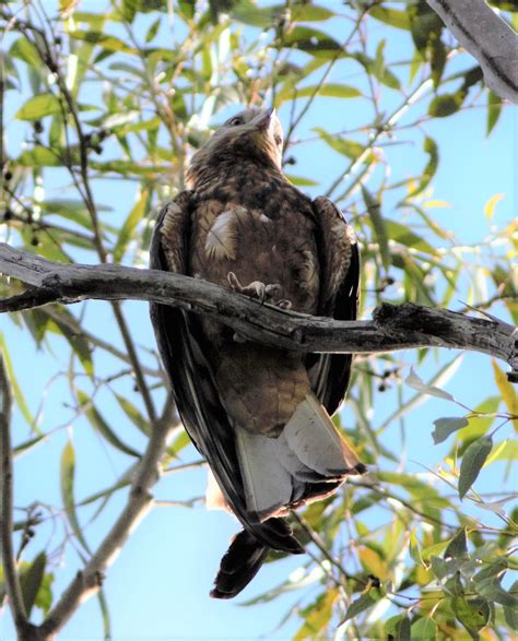 Sunshinecoastbirds Square Tailed Kite Nesting On Sunshine Coast