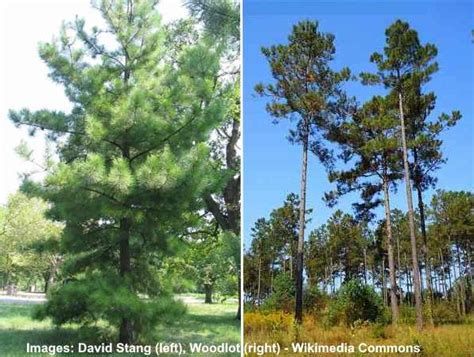 Loblolly Pine Cones Needles Bark Pictures Identification And Care