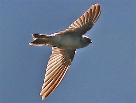 11 Birds To Watch In Northern Mariana Islands The Worlds Rarest Birds