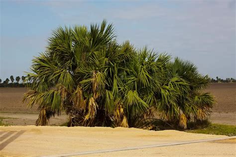 Where Are Palm Trees Native Plantglossary