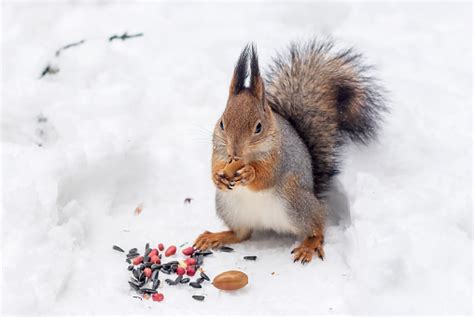 겨울 숲의 숲 야생 다람쥐는 오크 도토리 씨앗 땅콩을 먹습니다 갈고리 발톱에 대한 스톡 사진 및 기타 이미지 갈고리 발톱 겨울 귀 부분 Istock