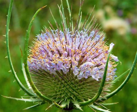 Premium Photo Dipsacus Is A Genus Of Plants Belonging To The Former