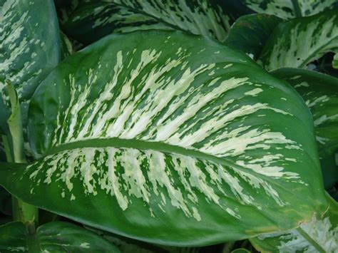 Dieffenbachia Troubleshooting Common Issues And How To Solve Them