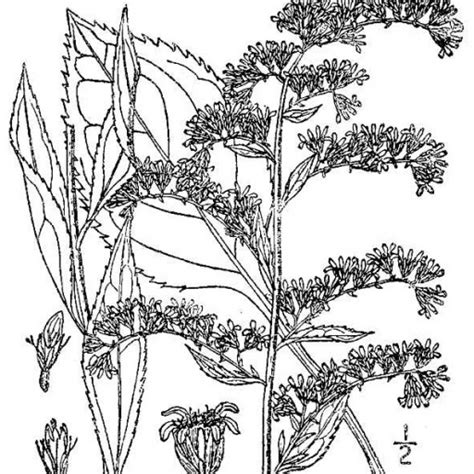 Cut Leaf Goldenrod Solidago Arguta Plant Care And How To Grow Water