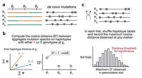 Epistasis Between Mutator Alleles Contributes To Germline Mutation Rate Variability In