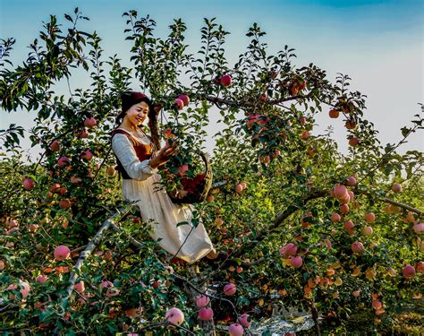 摘苹果的时候图片华人摄影