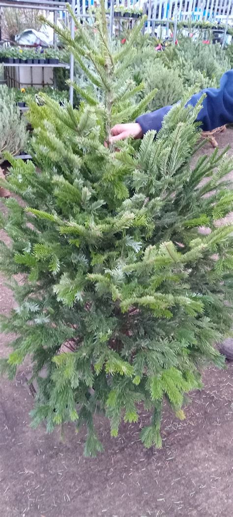 More Lovely Christmas 🎄 Trees Just Emilys Nurseries Facebook