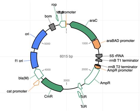 Whole Plasmid Sequencing Snpsaurus