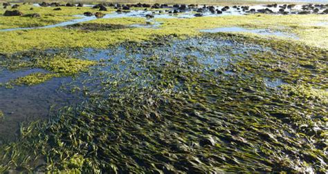 Tidal Marshes — Knta Architects