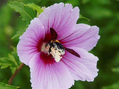 이란성쌍둥이 무궁화 사진 게시판 기글하드웨어