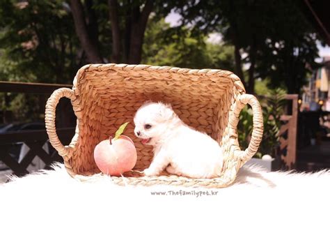 패밀리펫알로하 ＊name 타미 ＊type 미니 말티즈 ＊birthday 3 28 ＊sex 왕자님 Facebook