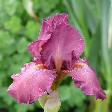 Lady Friend Bearded Iris Iris Germanica High Country Gardens