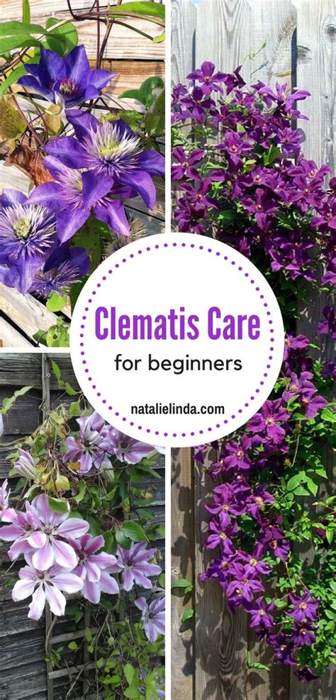 How To Grow Clematis Vine Clematis Plants Clematis Trellis Clematis