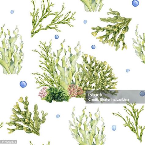 녹색 바다 식물의 매끄러운 패턴은 흰색에 격리된 수채화 그림입니다 Laminaria 바다 샐러드 Ascophyllum 손으로 그린 패키지 라벨 종이 섬유 포장 해양 수집을