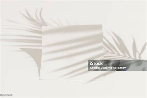 야자수 가지에서 부드러운 그림자가 있는 미니멀리스트 모형 0명에 대한 스톡 사진 및 기타 이미지 0명 공란 그늘 Istock