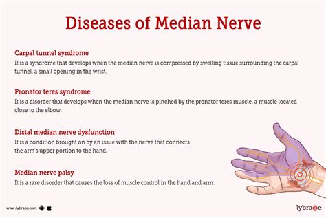 Median Nerve Human Anatomy Image Functions Diseases And Treatments