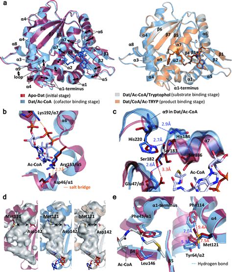 Conformational Comparison In Different Stages Of Catalysis A Overall