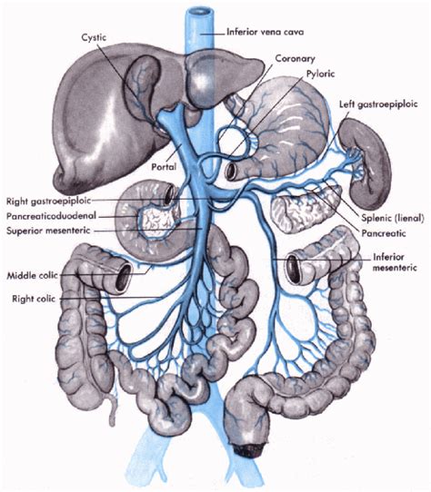 Abdomen Venous Portal System Ranzcrpart1 Wiki Fandom Powered By Wikia