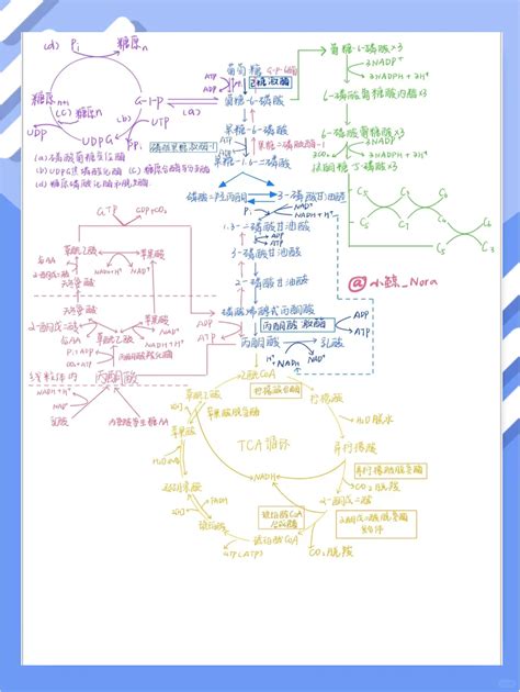 糖代谢全解析：从糖酵解到糖异生