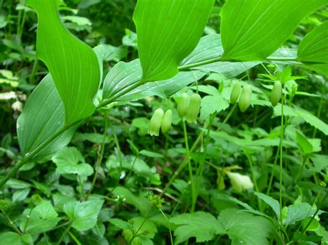 Polygonatum Biflorum Ruscaceae