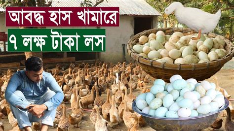 লস । আবদ্ধ হাঁস পালনে মোট ৭ লক্ষ টাকা লসের সম্মুখীন প্রবাসী রবিউল ইসলাম