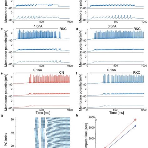 Multi Compartment Neuron Models A A Schematic Illustration Of A Download Scientific Diagram