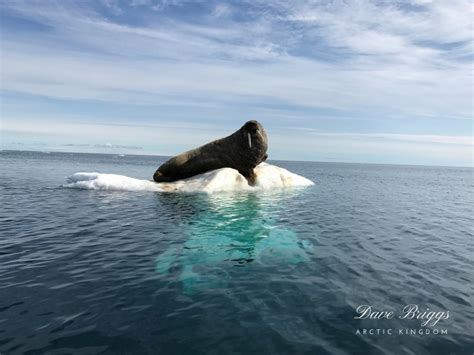 Explore Things To Do In Iqaluit Nunavut Frobisher Inn