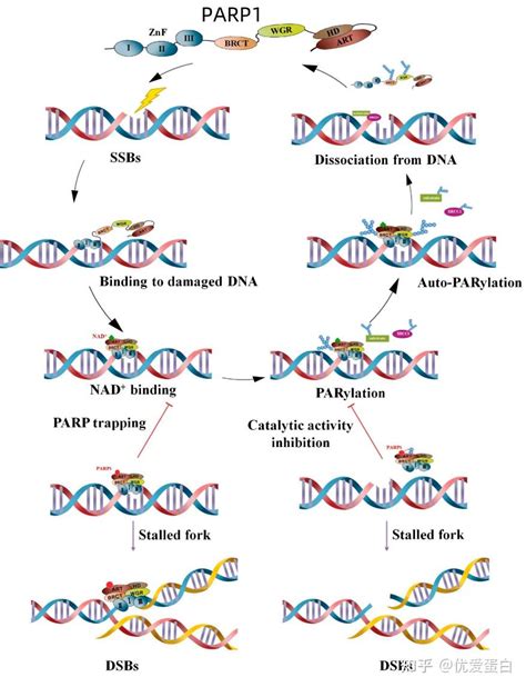 Dna修复酶parps：从分子机制到临床应用的全景解析 知乎