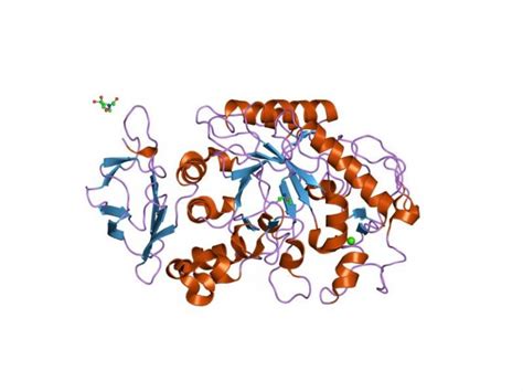 Alpha Amylase Activity Function Human Genes And Uses