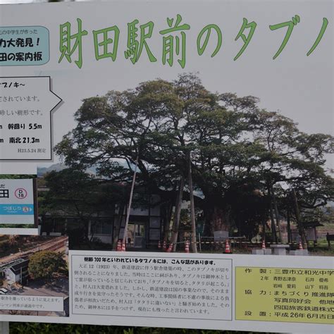 800 Years Old Tabunoki Tree All You Need To Know Before You Go 2025