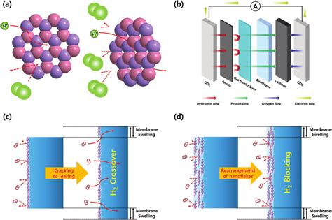 A Plane And Side Views Of The Hbn Structure Showing The Selective Download Scientific Diagram