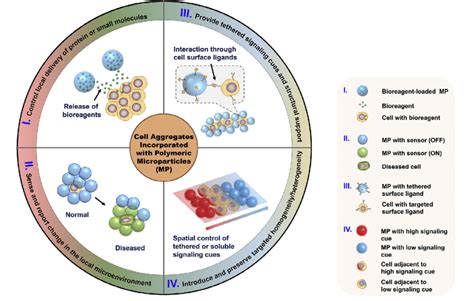 Schematic Illustration Of Primary Applications Of Polymer Download