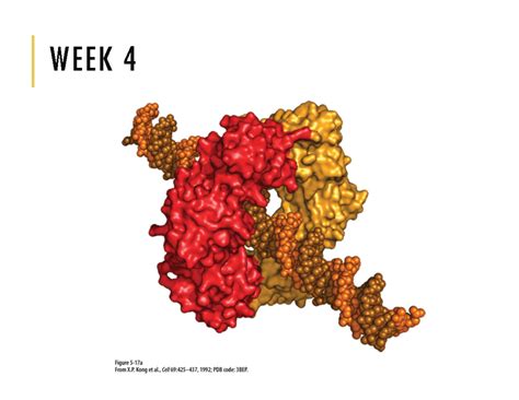 week 4 dna replication week dna replication part 2 steps in