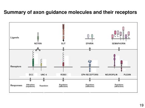 Ppt Principles Of Axon Guidance Powerpoint Presentation Free