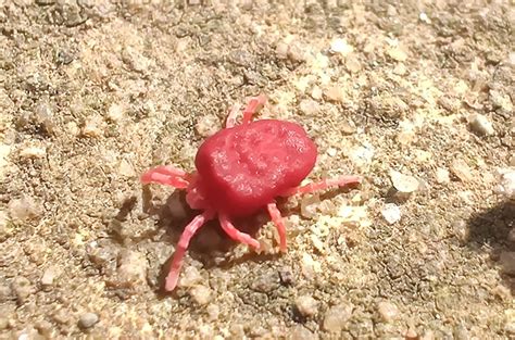 Found This Bug The Size Of A Tic Tac In My Bedroom I Live In New England What Is It R