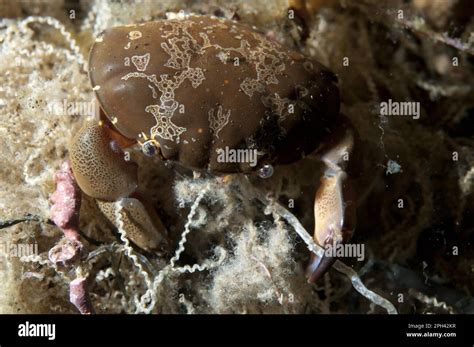 Floral Egg Crab Atergatis Floridus Adult Entangled In String Seraya Bali Lesser Sunda